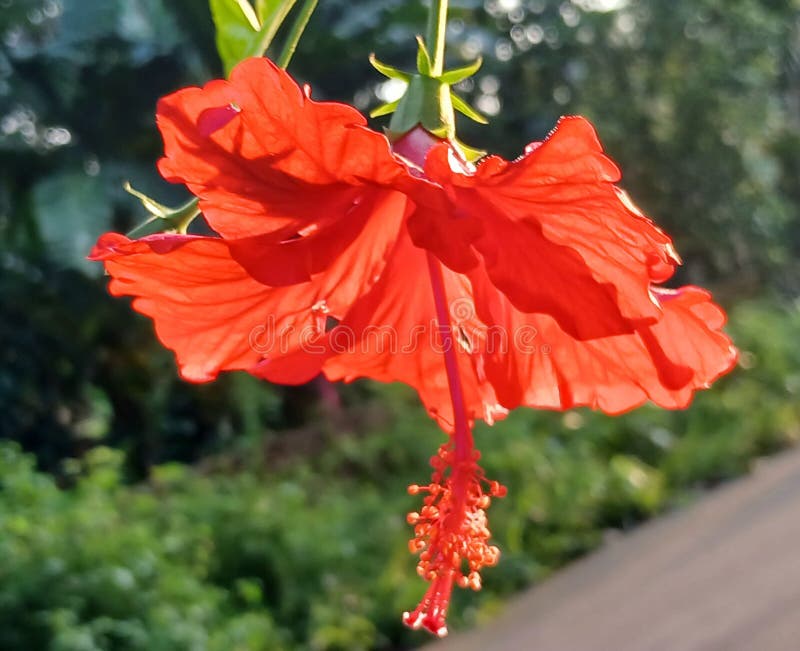 Hibiscus Flower Garden Fresh Smelling Flower Botanical Garden Fresh ...