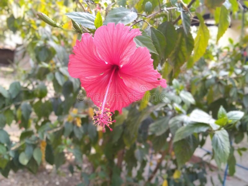Hibiscus Flower in Green Leaves Stock Image - Image of hibiscus, leaves ...
