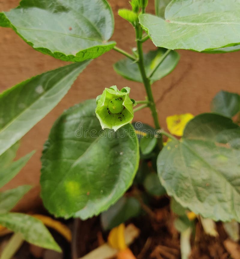 Hibiscus Flower with Green Leaves Stock Image - Image of hibiscus ...