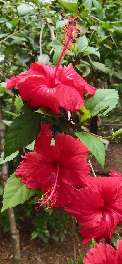 Chembarathi Flower Stock Photos - Free & Royalty-Free Stock Photos from ...