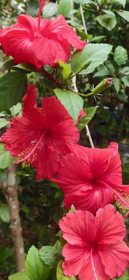 Hibiscus Flower Image (chembarathi) Stock Photo - Image of hibiscus ...