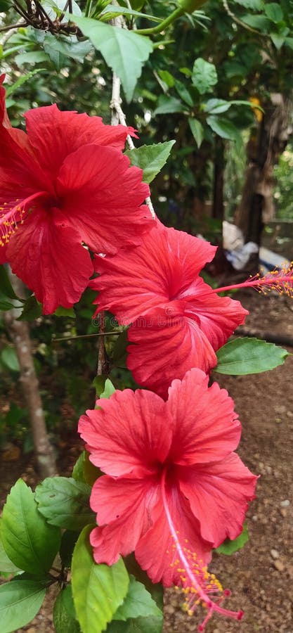 Chembarathi Flower Stock Photos - Free & Royalty-Free Stock Photos from ...