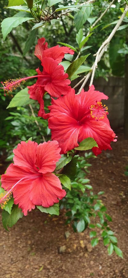Hibiscus Flower Image (chembarathi) Stock Photo - Image of chembarathi ...