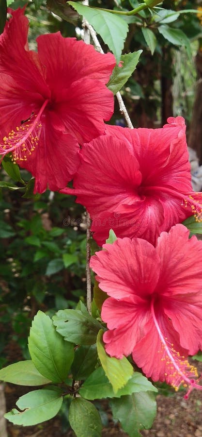 Hibiscus Flower Image (chembarathi) Stock Image - Image of chembarathi ...