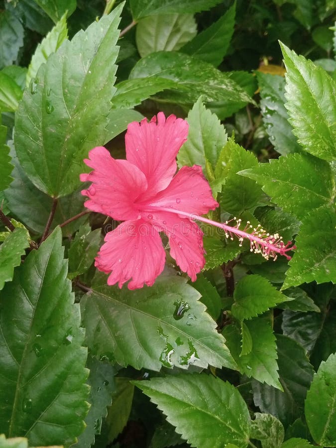 Hibiscus Flower in Indonesia on the Island of Java Stock Photo - Image ...