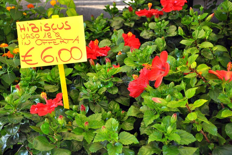 121 Hibiscus Flowers Buy Plant Stock Photos - Free & Royalty-Free Stock ...