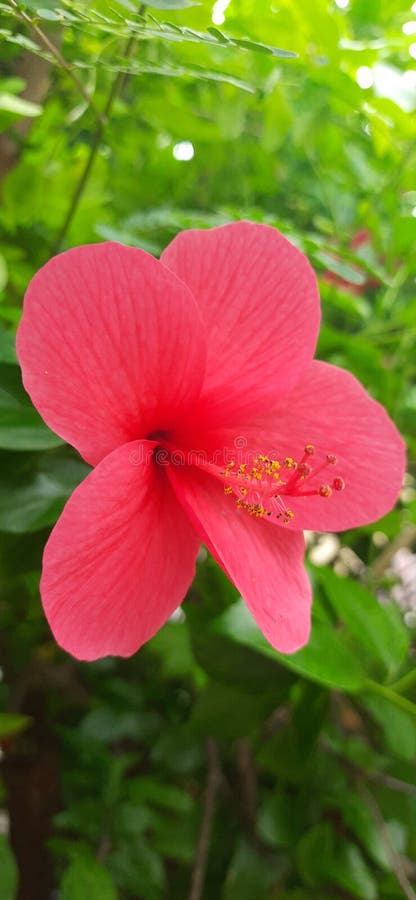 Hibiscus flower p stock photo. Image of rose, petal - 193540298