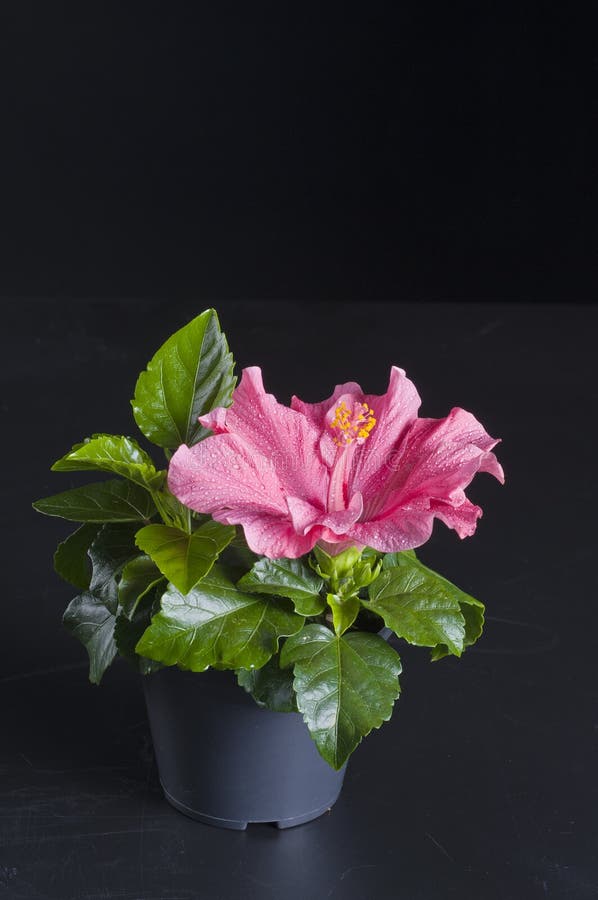 Hibiscus flower in a pot stock image. Image of beauty - 20324793
