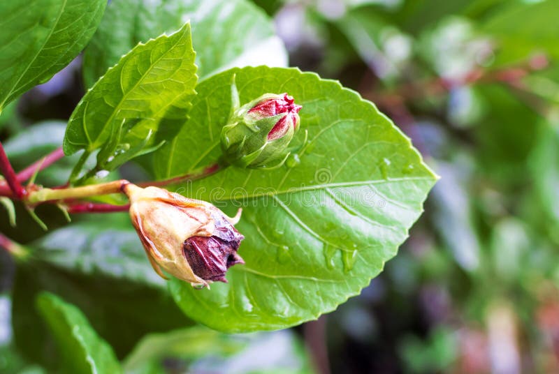 Hibiscus Flower in Soft Light . Stock Photo - Image of symbol, beauty ...