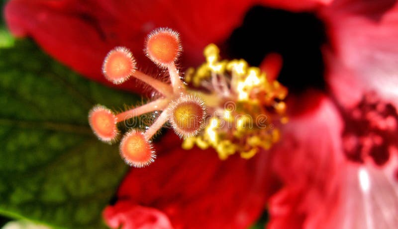 Hibiscus Flower Stem Closeup Stock Photo - Image of beautiful, plant ...