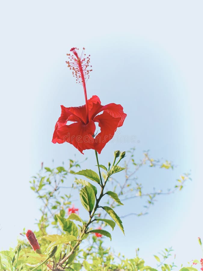 Hibiscus Flower Tanda Ambedkar Nagar Stock Image - Image of hibiscus ...