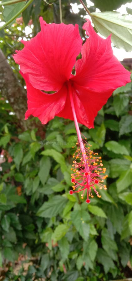 Hibiscus Flower Upside Down with Beautiful Pollen Stock Image - Image ...