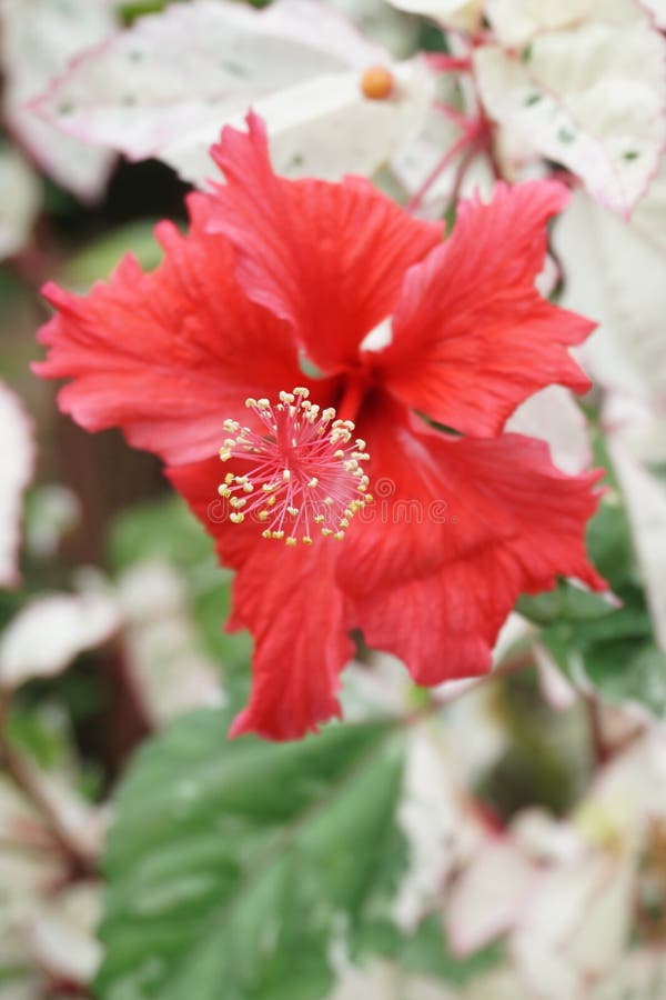 Hibiscus Flower with Variegated Leaves Stock Image - Image of bloom ...