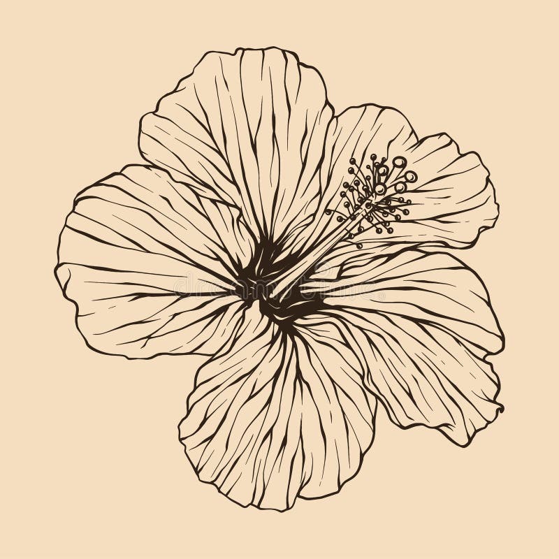 Hibiscus Flower Vector Illustration With Line Art Stock Vector