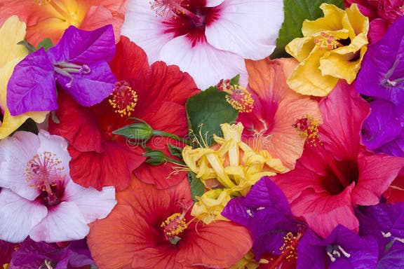 Hibiscus flowers stock image. Image of bali, multi, flower - 14618147
