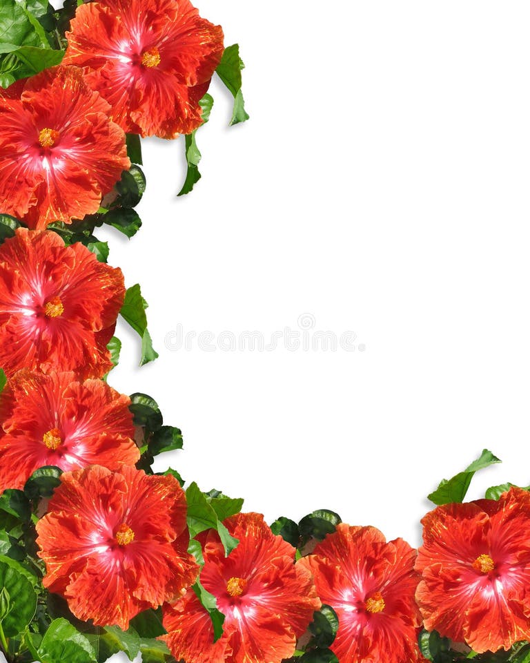 Hibiscus Flower Border Background Stock Illustrations – 4,179 Hibiscus ...