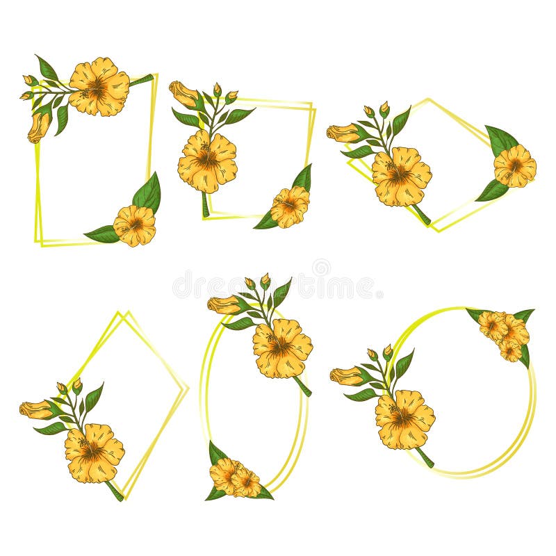 Hibiscus Flowers Frame Set with Leaves. Isolated on White Background ...