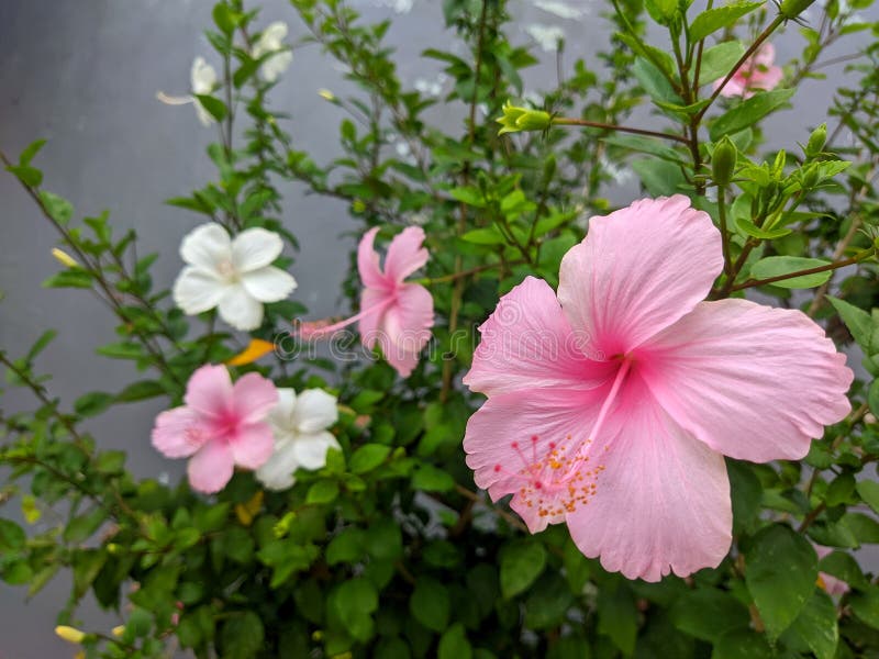 Hibiscus Flowers in Front of the House Stock Photo - Image of hibiscus ...