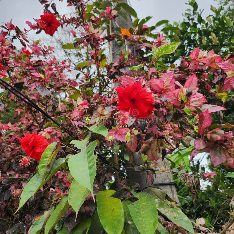 Hibiscus Flowers Growing on the Side of the Road Stock Image - Image of ...
