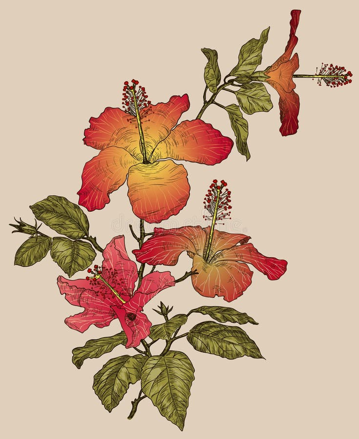 Hibiscus flowers stock vector. Illustration of design - 45580522