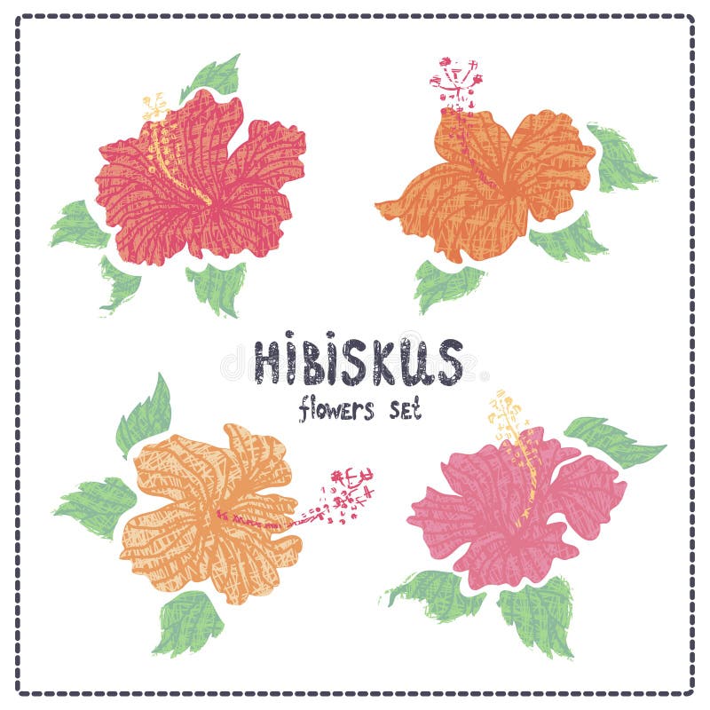 Hibiscus Flowers Vector Set Stock Vector - Illustration of organic ...