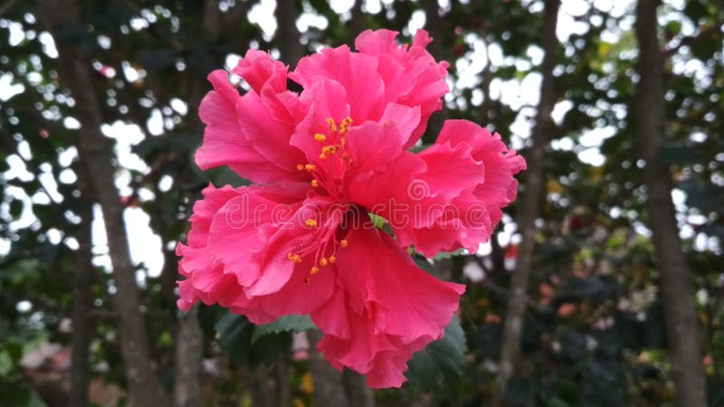 Hibiscus in Full Bloom. Bunga Raya Stock Photo - Image of bloom, raya ...