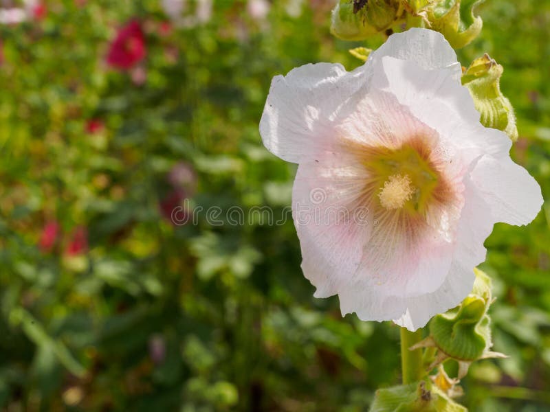 Hibiscus in the field stock photo. Image of hibiscus - 113462918