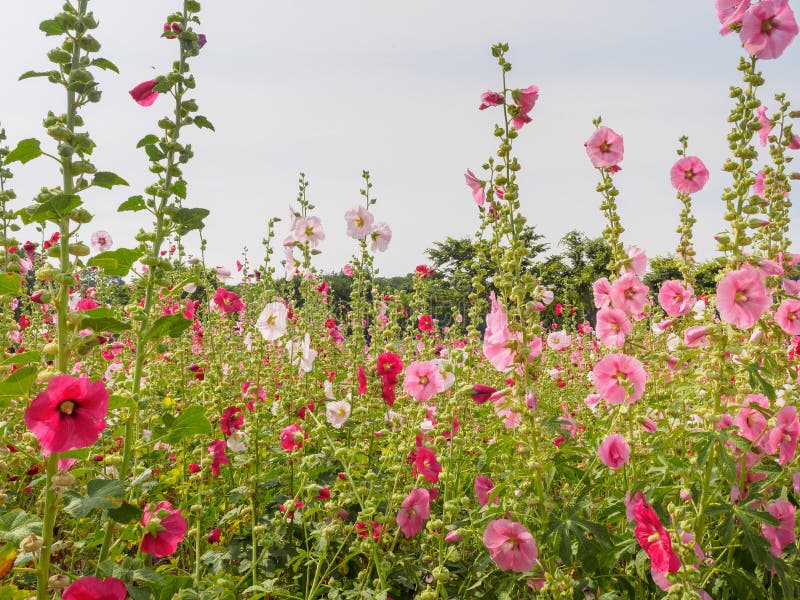 Hibiscus in the field stock photo. Image of hibiscus - 113462918