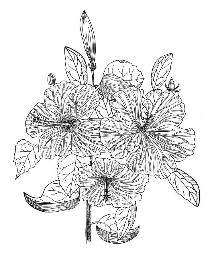 Red Hibiscus, Hand-drawing. Vector Illustration. Stock Vector ...