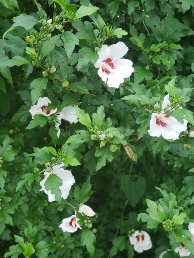 Hibiscus stock photo. Image of garden, shrub, herb, wildflower - 189363848