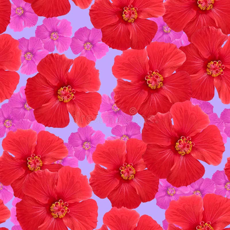 Hibiscus - Collage stock image. Image of collection, color - 97258123
