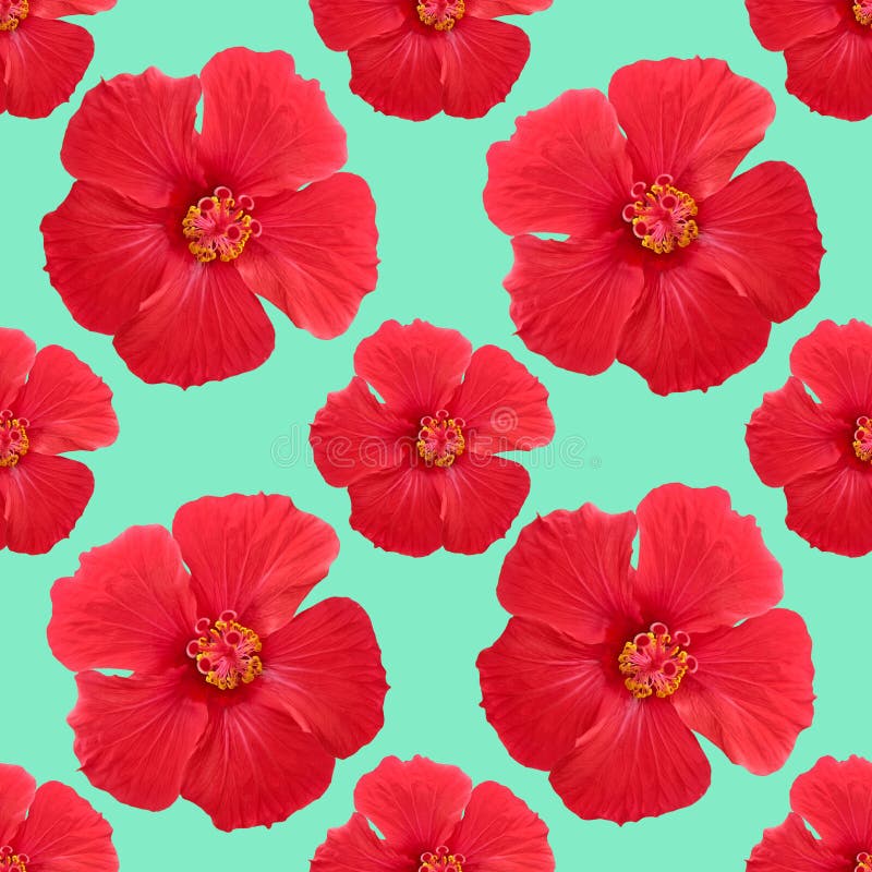 Hibiscus - Collage stock illustration. Illustration of background ...