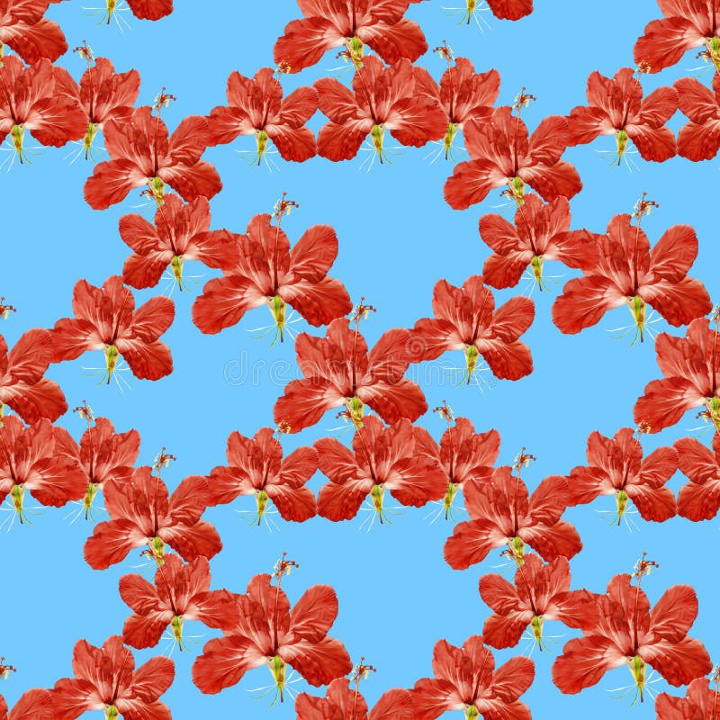 Hibiscus - Collage stock image. Image of collection, color - 97258123