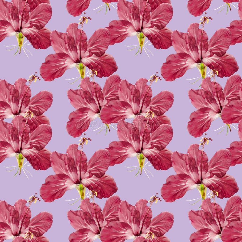 Hibiscus - Collage stock image. Image of collection, color - 97258123