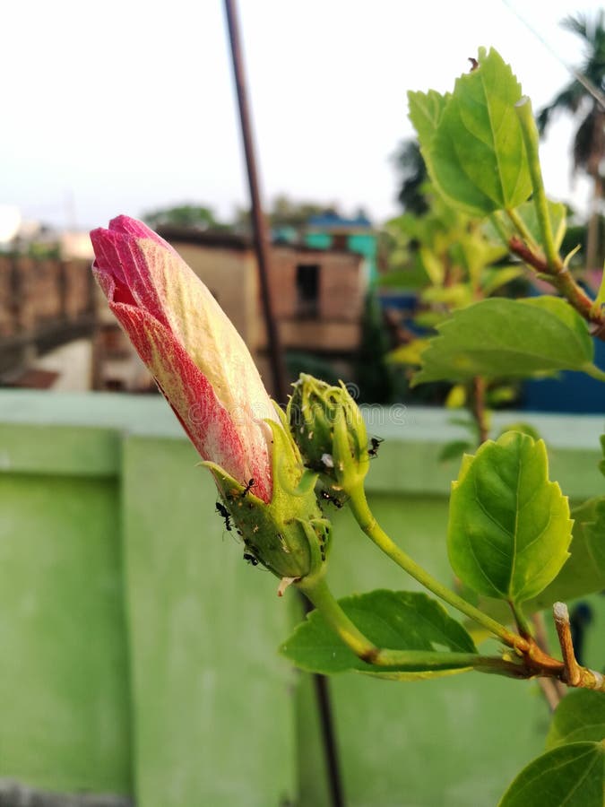Hibiscus Indian Flower Red Colour Stock Image - Image of colour, flower ...