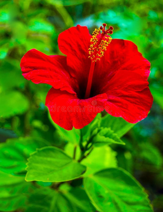Hibiscus. Karkade stock image. Image of close, beautiful - 77606663
