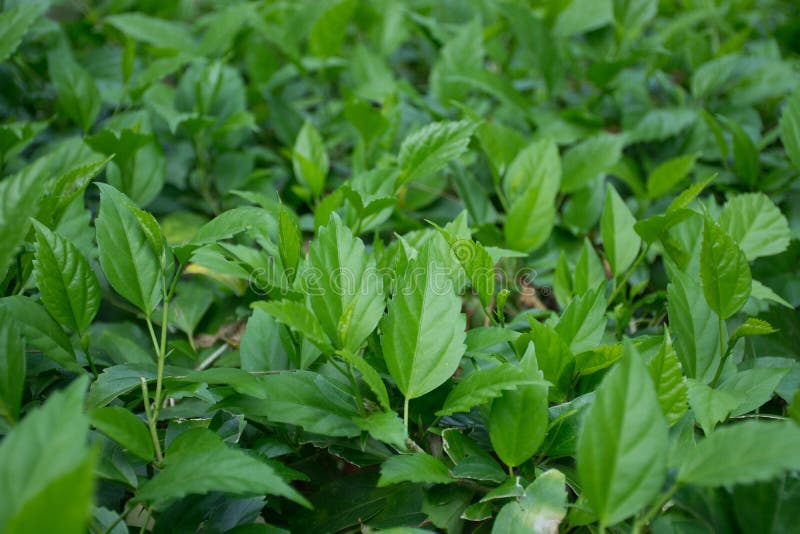 Hibiscus leaves stock image. Image of winter, white, hibiscus - 64069471