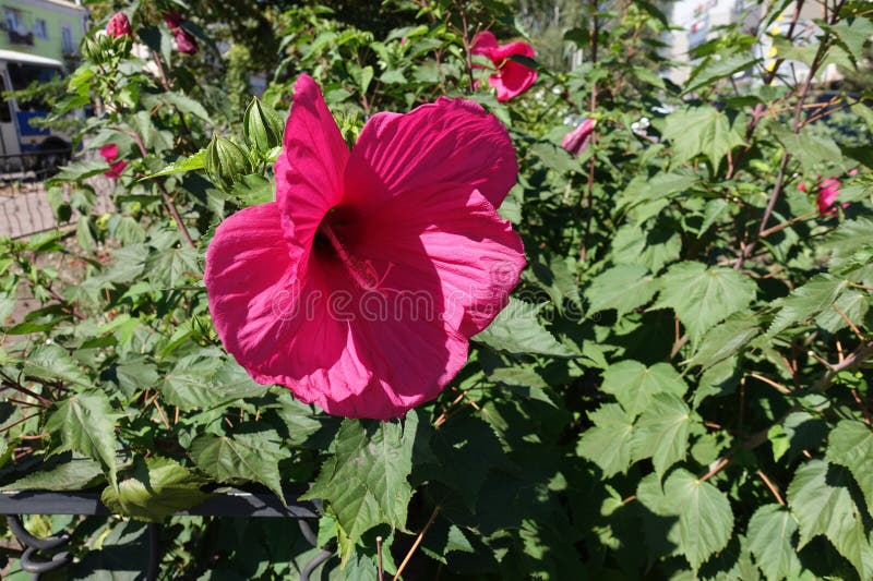 Hibiscus Moscheutos with Pink Flower in August Stock Image - Image of ...