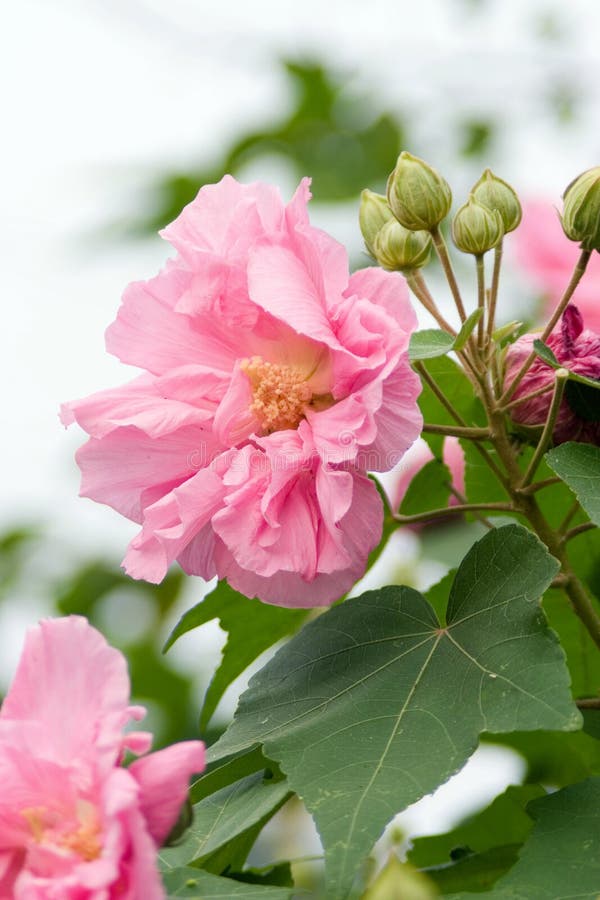 The Hibiscus Mutabil is Open at a Day Time Stock Photo - Image of ...