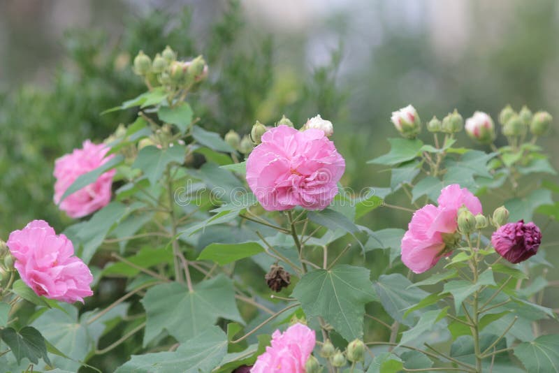 Hibiscus mutabilis stock image. Image of plant, floral - 61293289
