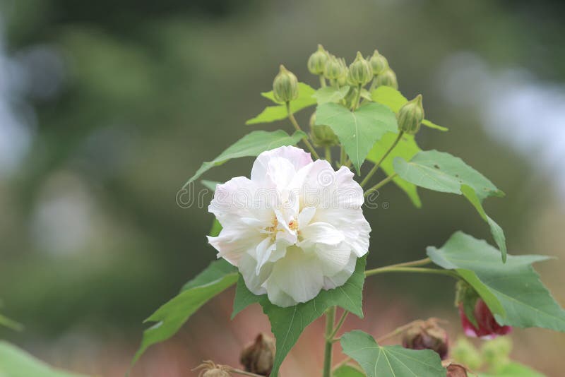 A Hibiscus Mutabilis Flower at the Garden Stock Photo - Image of botany ...