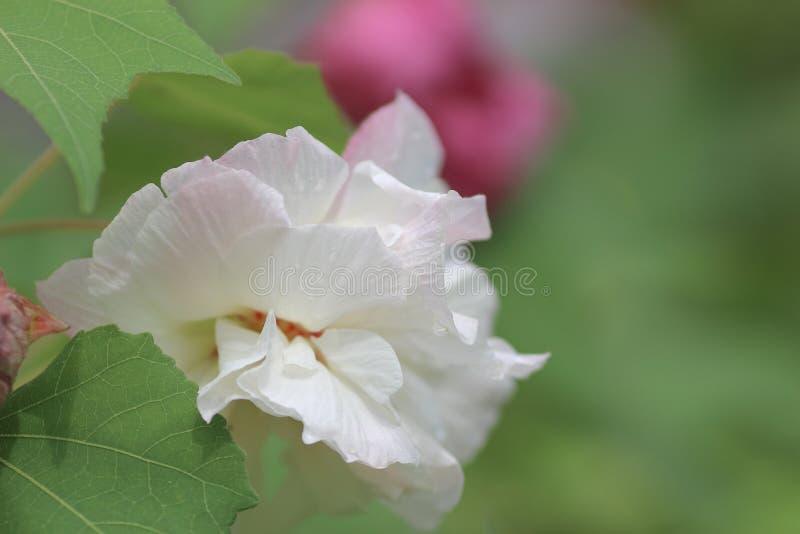A Hibiscus Mutabilis Flower at the Garden Stock Photo - Image of cotton ...