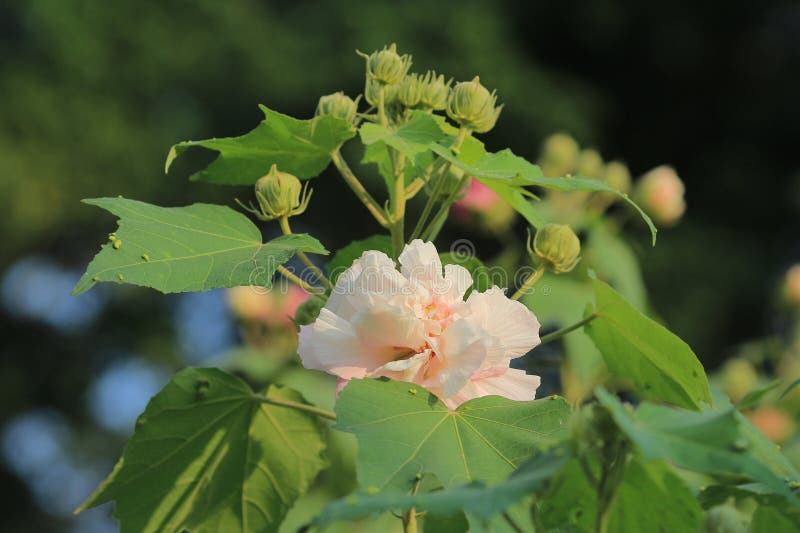 The Hibiscus Mutabilis Flower at the Garden Stock Image - Image of ...