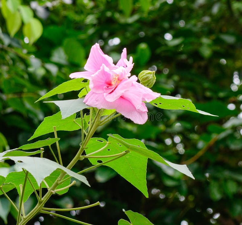 Hibiscus mutabilis flowers stock photo. Image of bougainvillea - 74116870