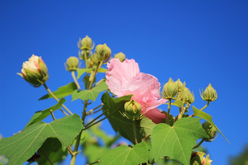 Hibiscus mutabilis stock image. Image of bloom, gardening - 63875085