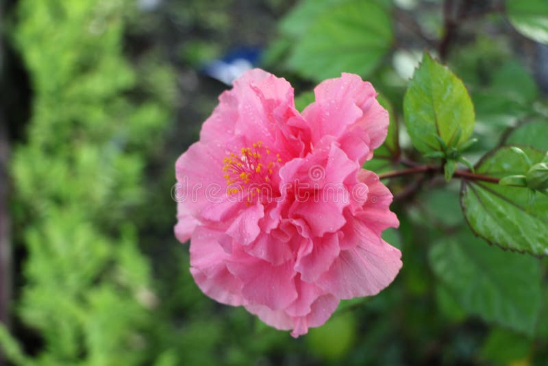 Perfect Blossom stock photo. Image of blossom, tree, perfection - 595478