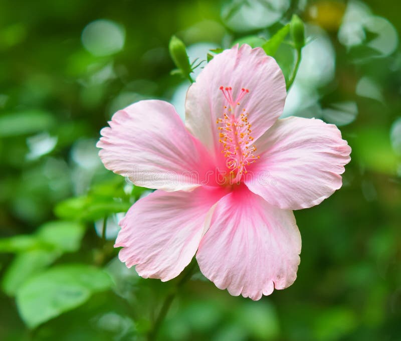 Hibiscus Pink. Hibiscus Pink Stock Photo - Image of light, flowers ...