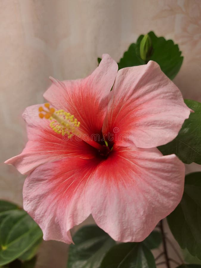 Hibiscus Pink dream stock photo. Image of shrub, rose - 201526966