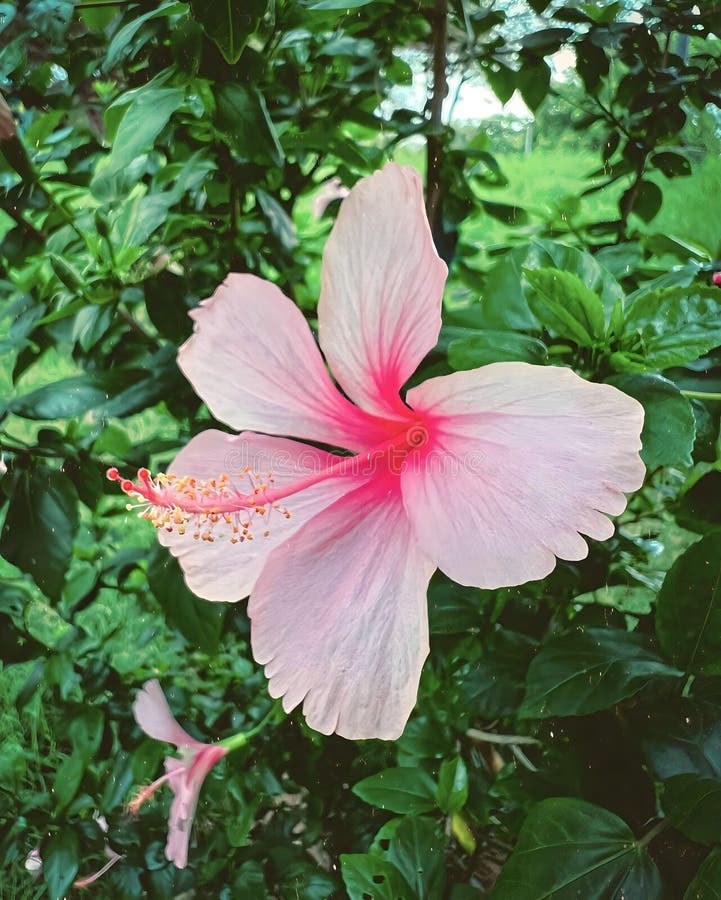 Hibiscus pink flower plant stock photo. Image of hibiscus - 283604790