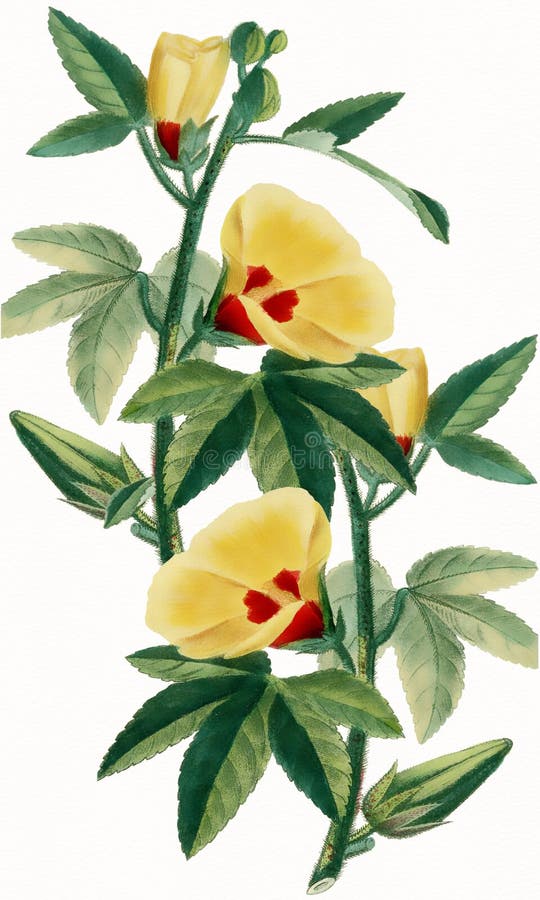 Hibiscus Plant. Digital Watercolor Art Stock Illustration ...